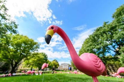 Fill the Hill: A Flamingo-Fueled Tradition Supporting UW–Madison’s ...