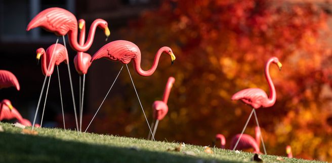 Real Flamingos Will Replace Plastic for Fill the Hill 2023 | Wisconsin ...